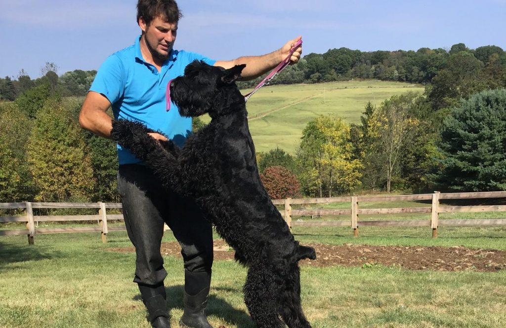 Sires/Dams - Weaver's Giants