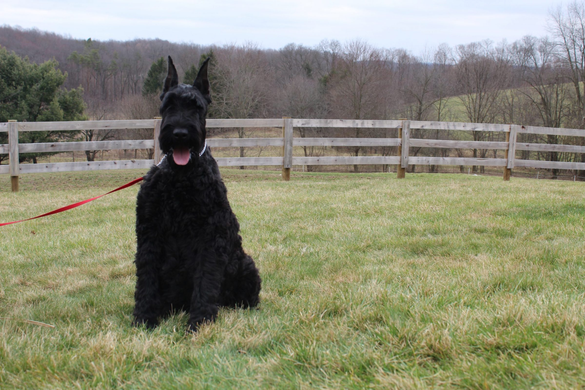 Sires/Dams - Weaver's Giants