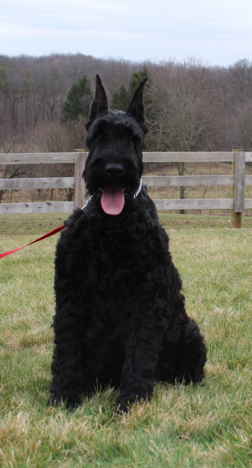 Home - Weaver's Giants