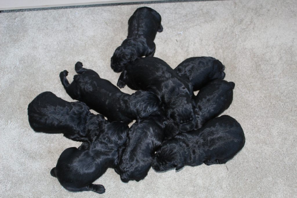 Home - Weaver's Giants