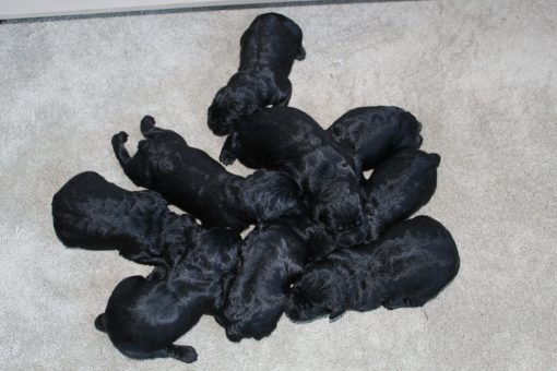 Home - Weaver's Giants