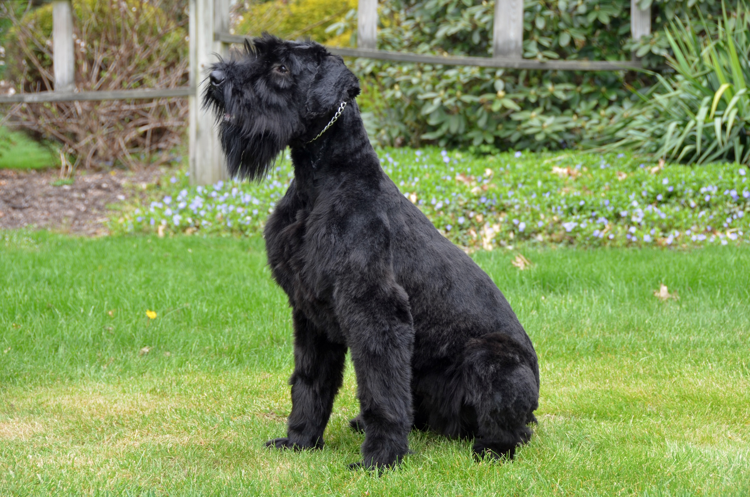 Sires/Dams - Weaver's Giants