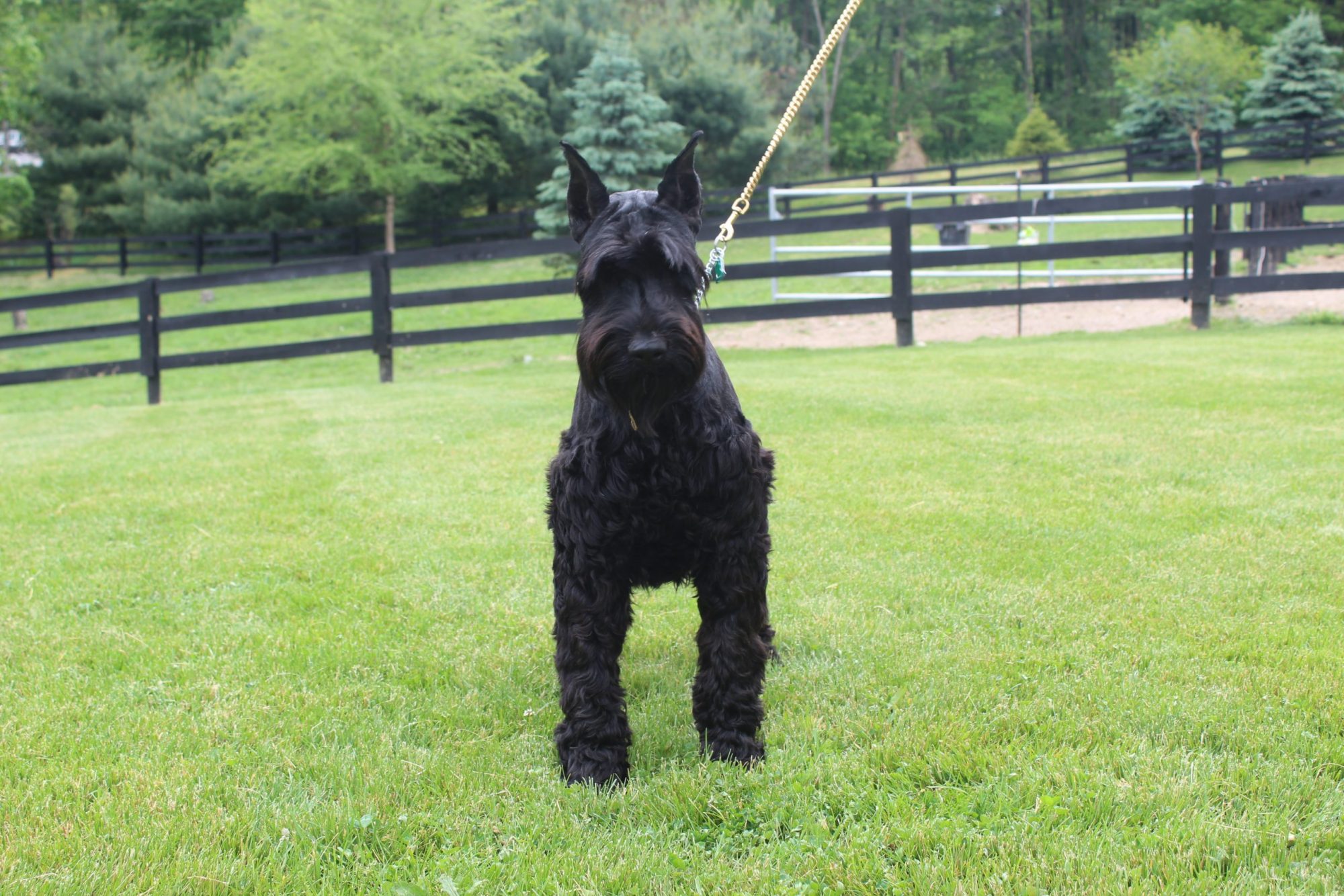 Home - Weaver's Giants