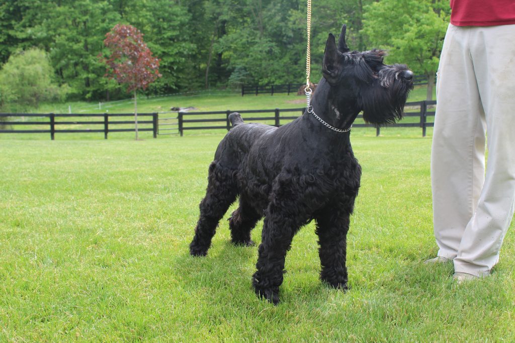 About - Weaver's Giants