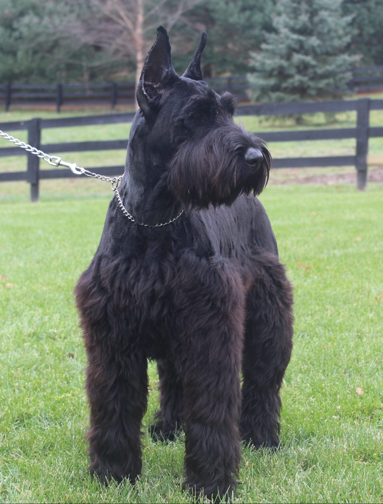 Home - Weaver's Giants