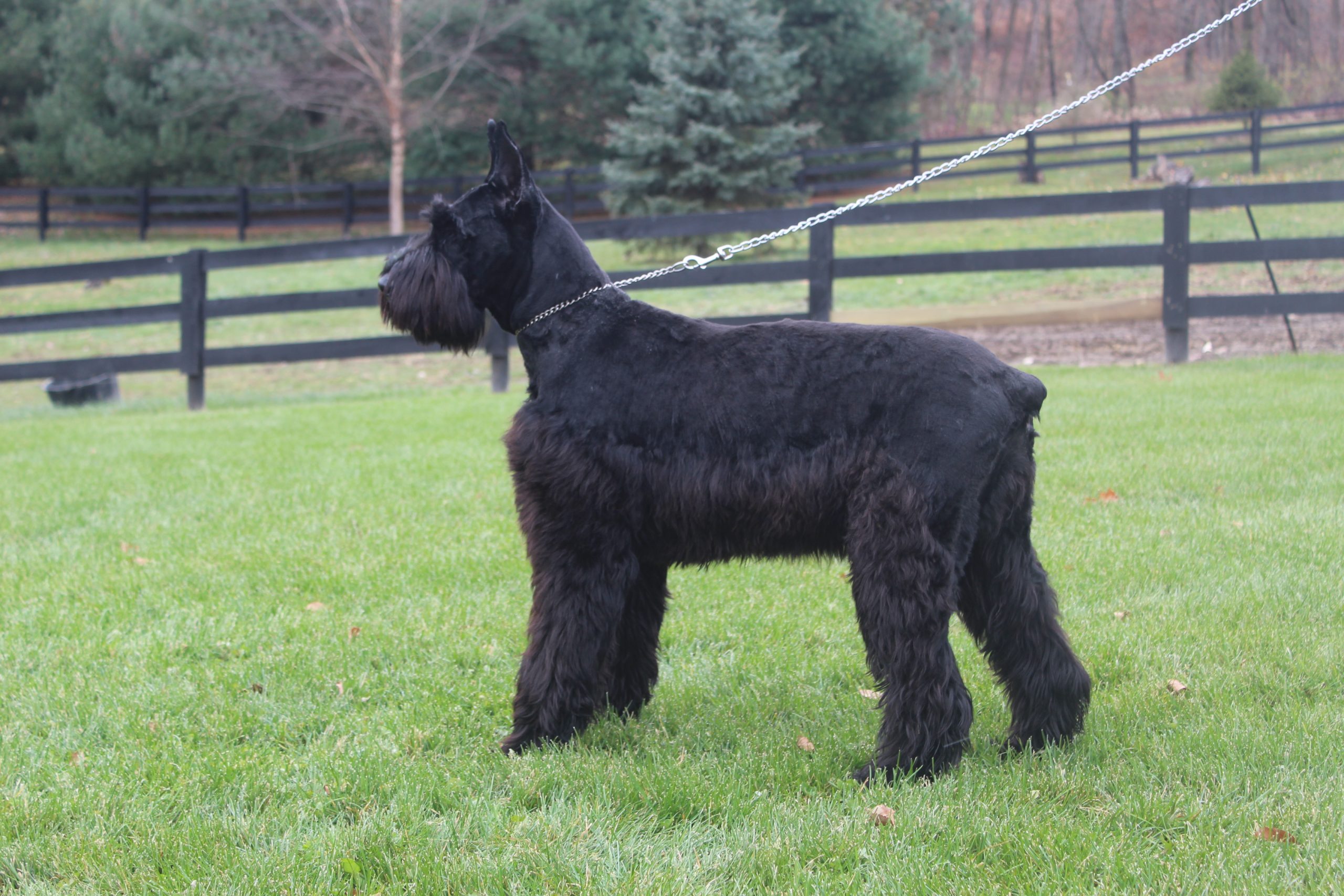 Sires/Dams - Weaver's Giants