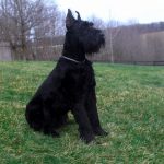 Shop - Weaver's Giants