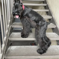 Reviews - Weaver's Giants