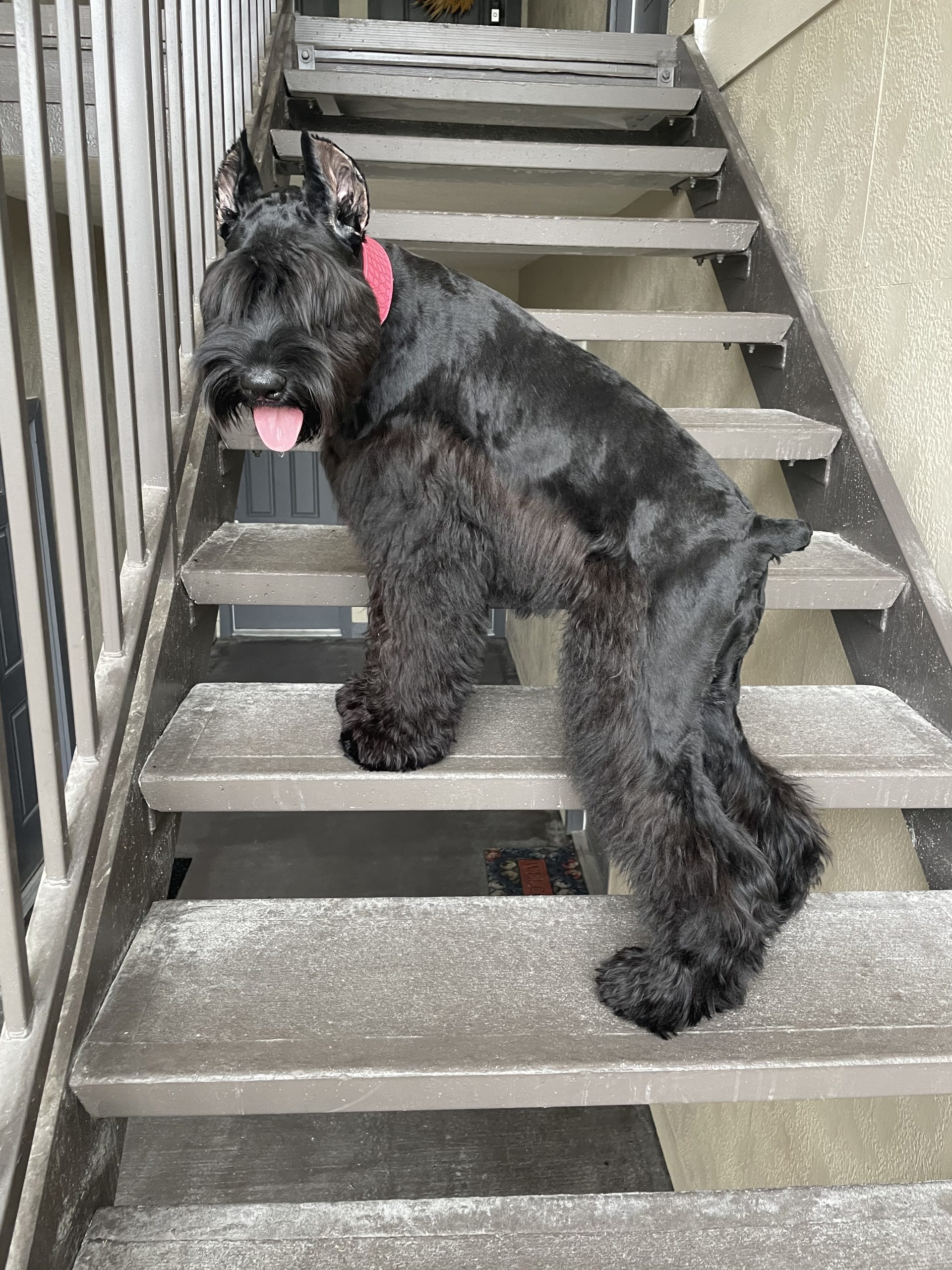 Winston and Bella Litter - Weaver's Giants