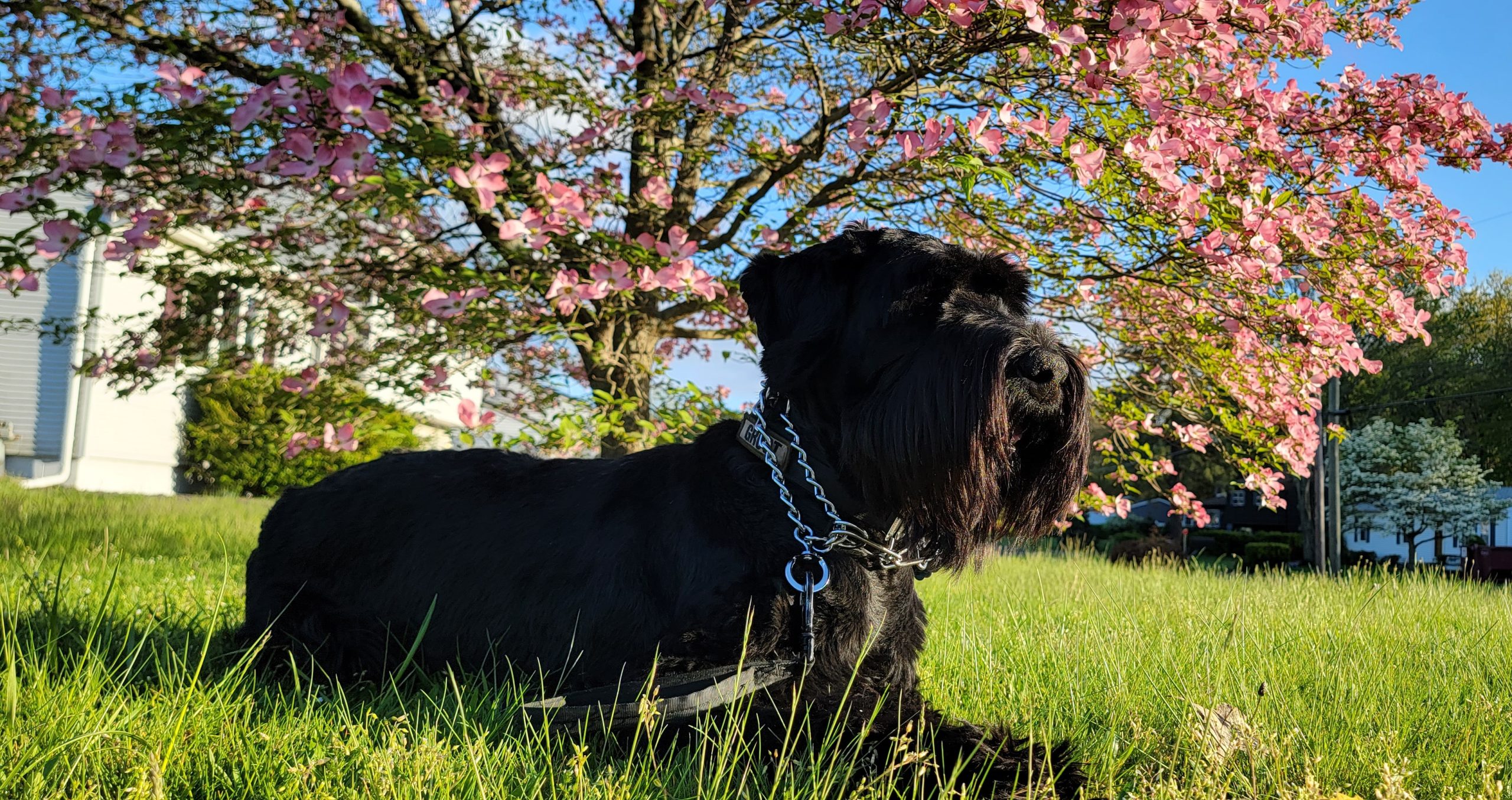 One male from Bellas Liter - Weaver's Giants