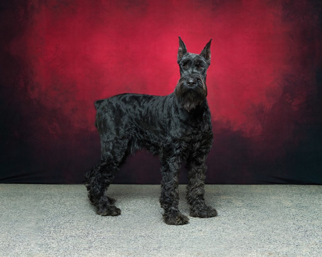 Home - Weaver's Giants