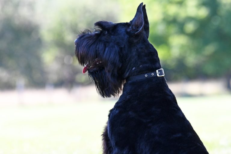 Sires/Dams - Weaver's Giants