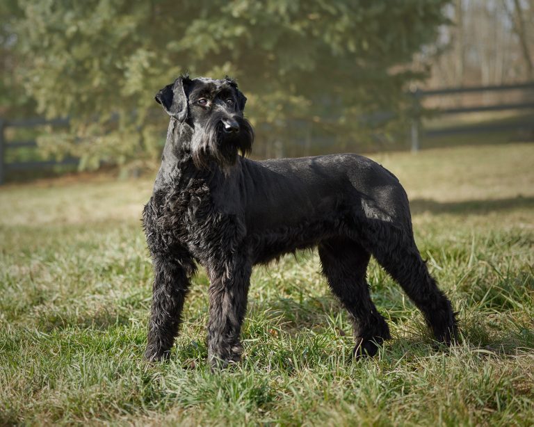 Home - Weaver's Giants