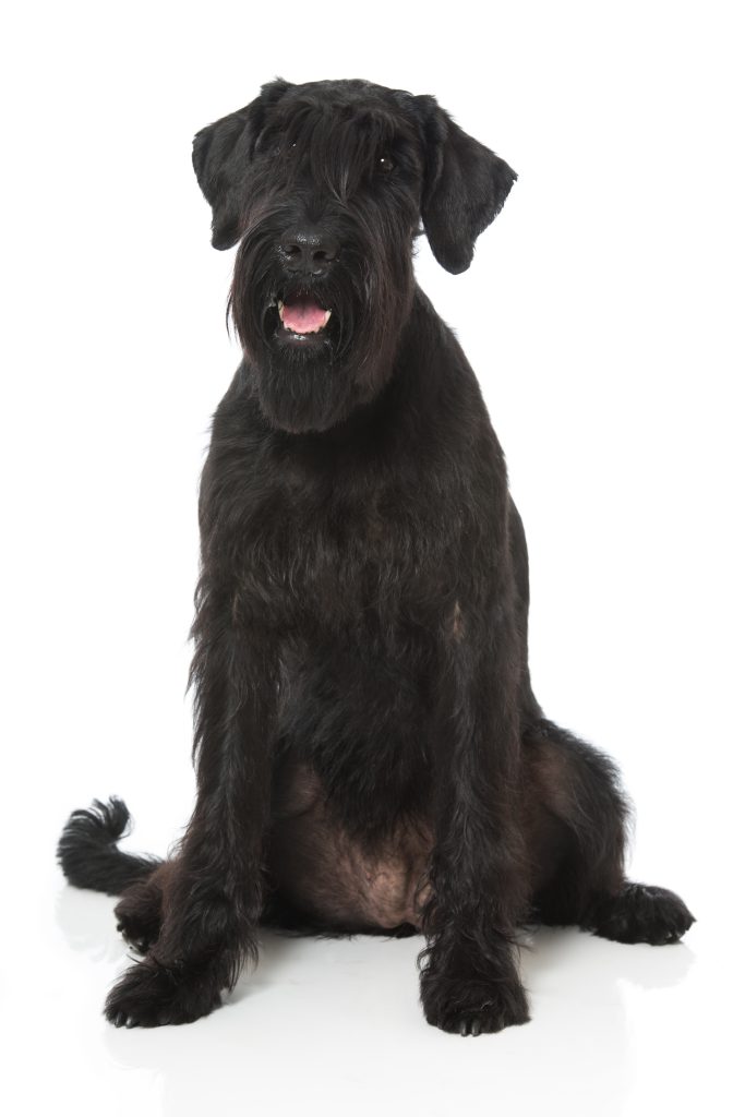 Weavers Giant For Sale in Ohio