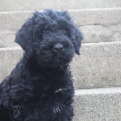 Shop - Weaver's Giants