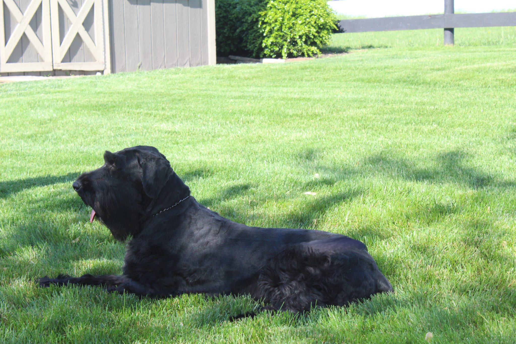 Sires/Dams - Weaver's Giants