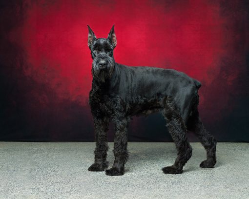 Home - Weaver's Giants